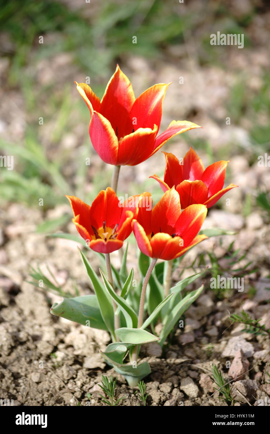 Fleurs en forme de calice Banque de photographies et d’images à haute ...