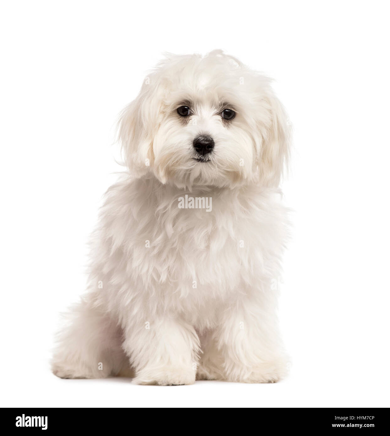 Bichon white Banque de photographies et d’images à haute résolution - Alamy
