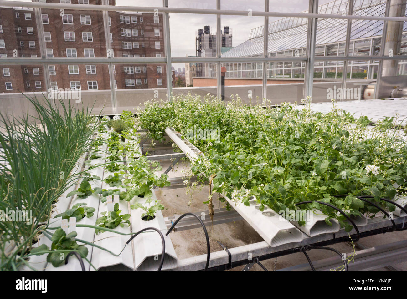 Ferme Urbaine Sur Le Toit Banque d'image et photos - Alamy