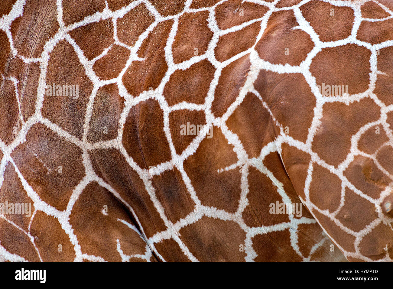 Taches de peau Banque de photographies et d’images à haute résolution ...