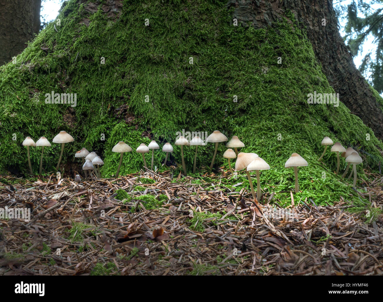 Tiny mushrooms Banque de photographies et d’images à haute résolution - Alamy