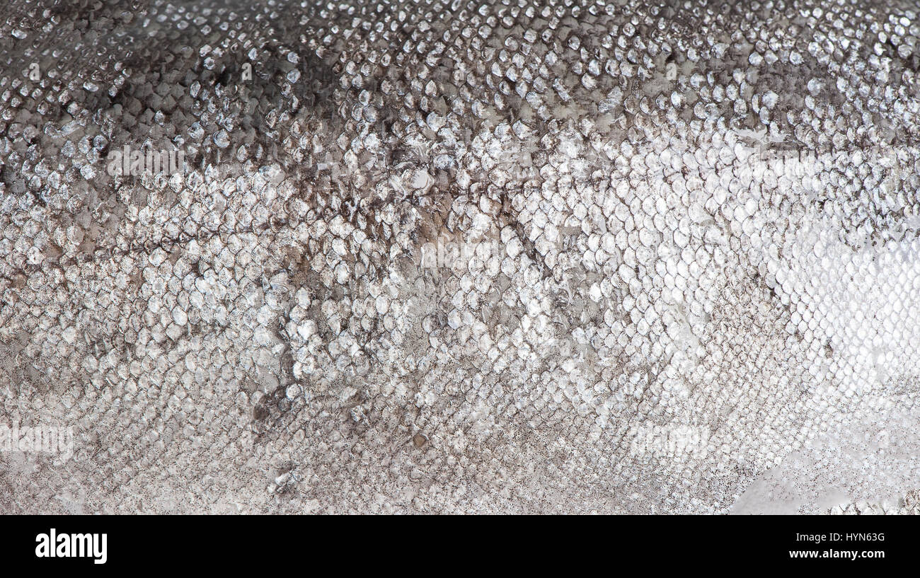 Texture de poisson Banque de photographies et d’images à haute ...