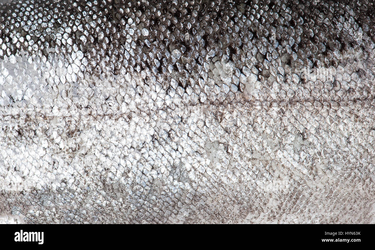 Texture De Poisson Banque d'image et photos - Alamy