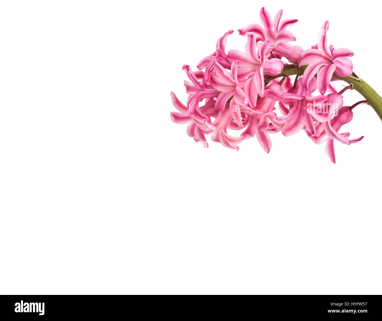 Fleurs de jacinthe rose Banque d'images détourées - Alamy