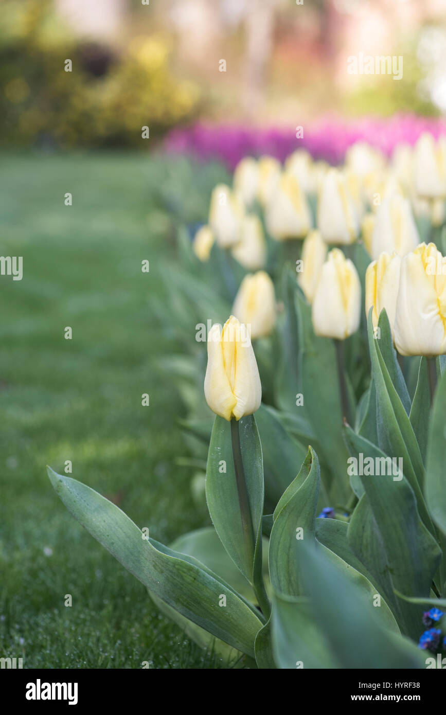 Tulip sunny prince Banque de photographies et d’images à haute ...