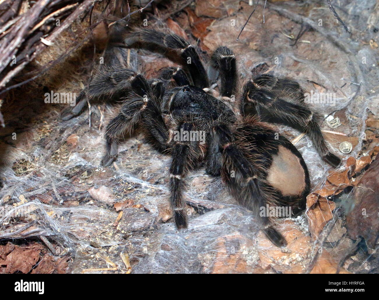 Homme oiseau rose saumon brésilien tarantula (Lasiodora parahybana ...