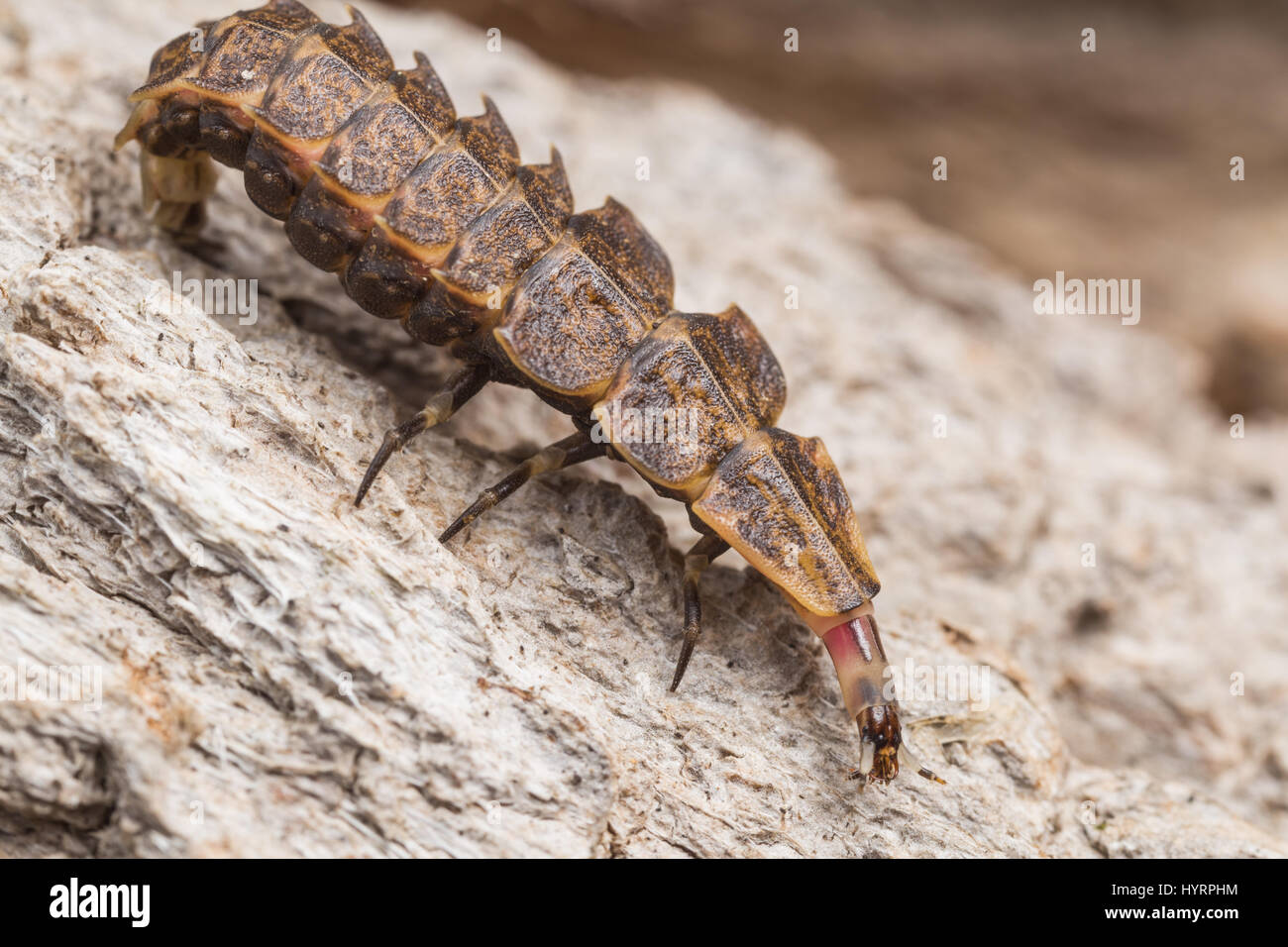 Pyractomena borealis Banque de photographies et d’images à haute ...