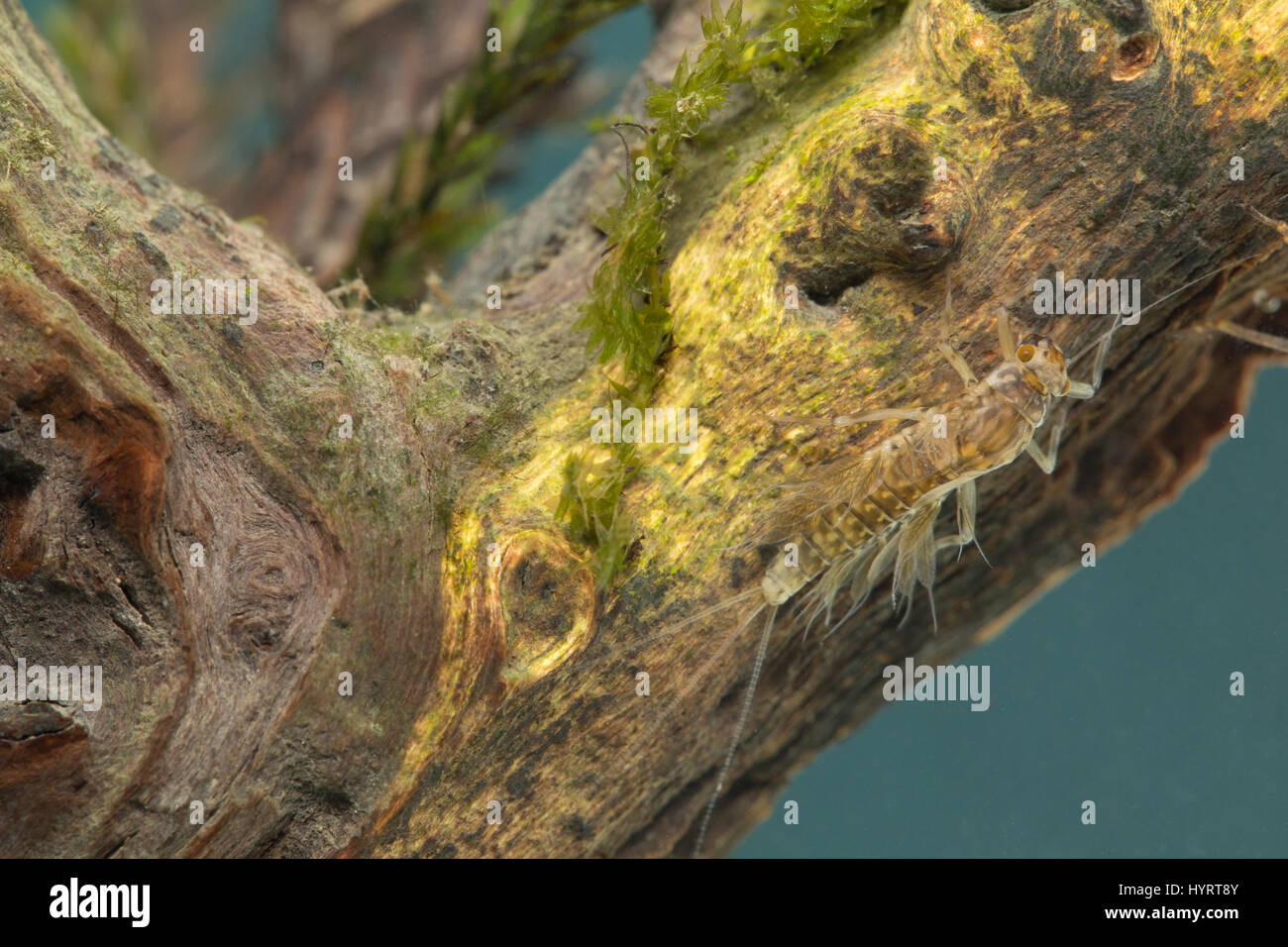 Larves De Mouches Blanches Banque d'image et photos - Alamy