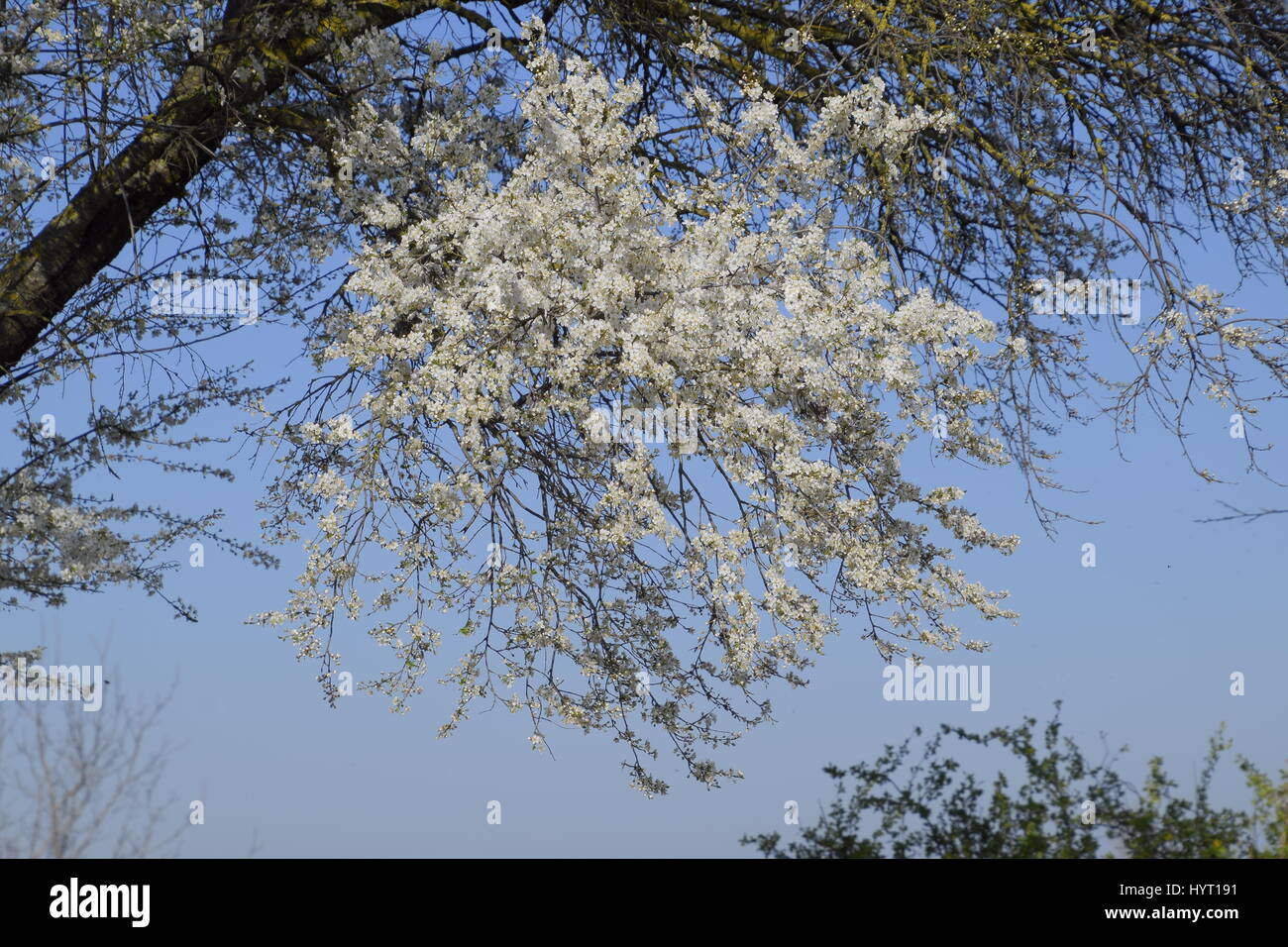 Fleurs de prunier sauvage dans le jardin. Les arbres fleurissent au ...