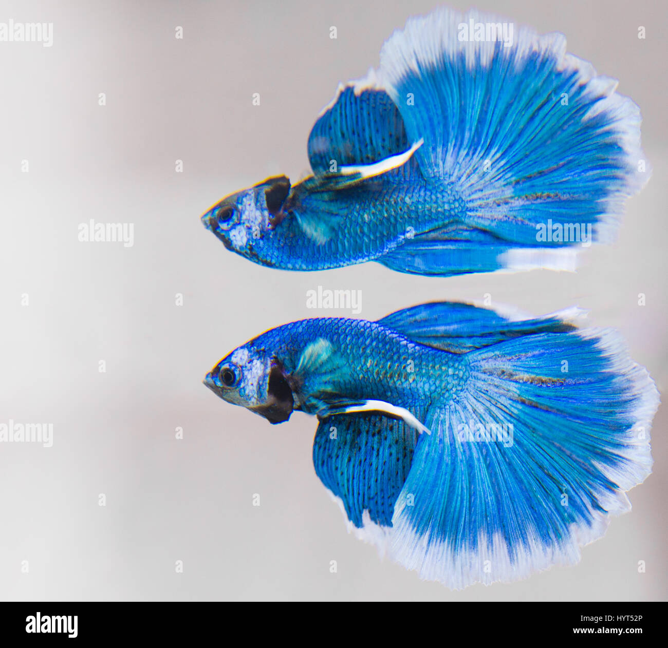 Betta barbe Banque de photographies et d’images à haute résolution - Alamy