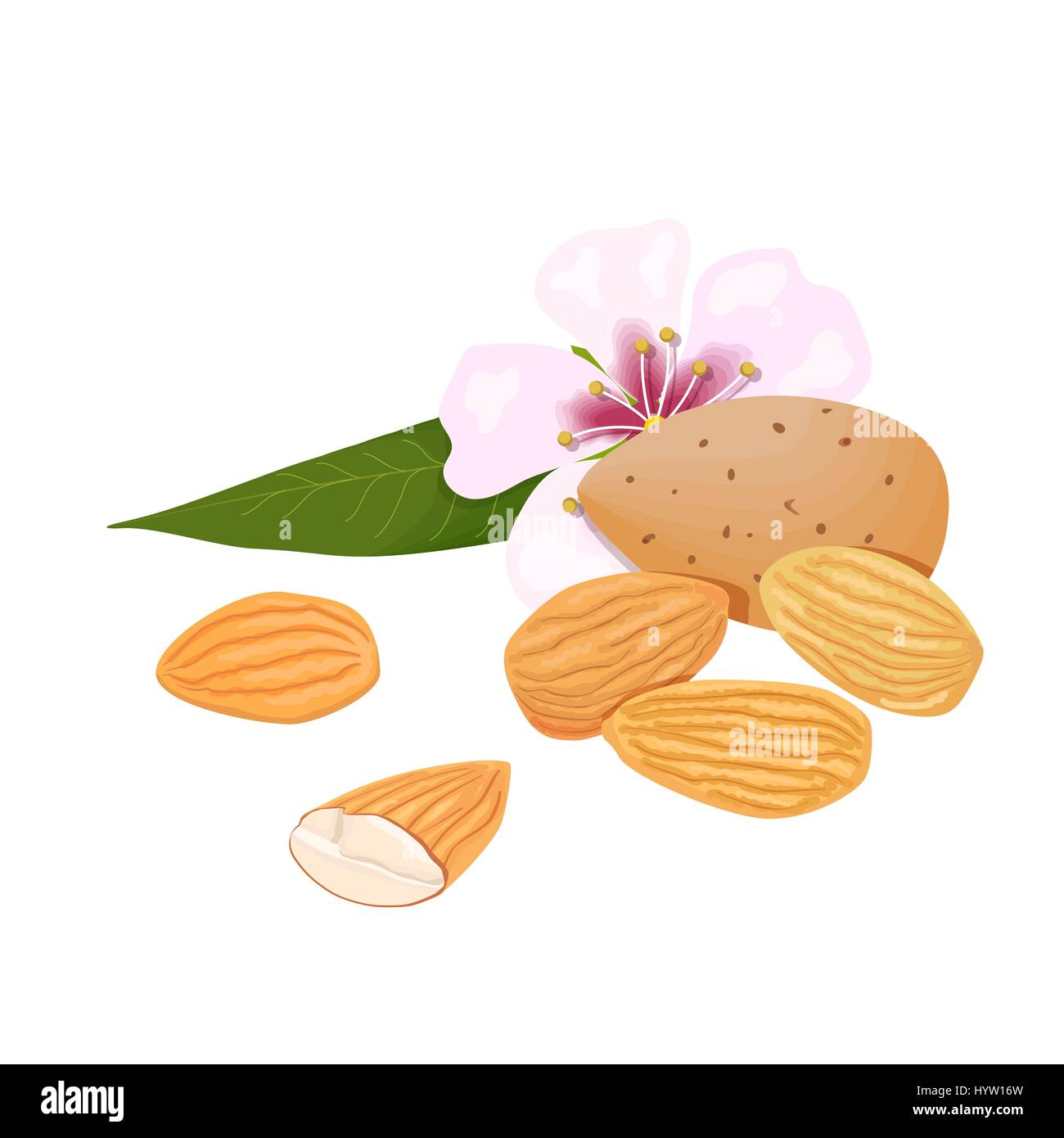 Amandes. écrous dans skins et décortiquées avec feuille et fleur. des ...