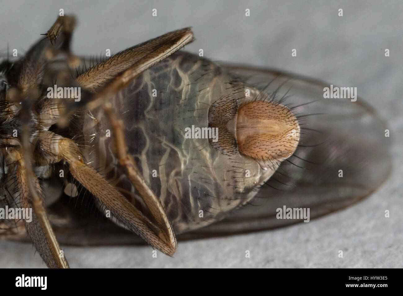 Close-up des organes génitaux d'un homme mouche tsé-tsé (Glossina ...