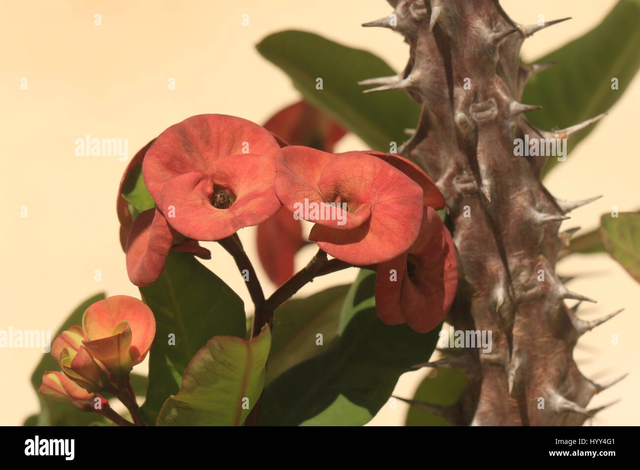 épines de plantes roses Banque de photographies et d’images à haute ...