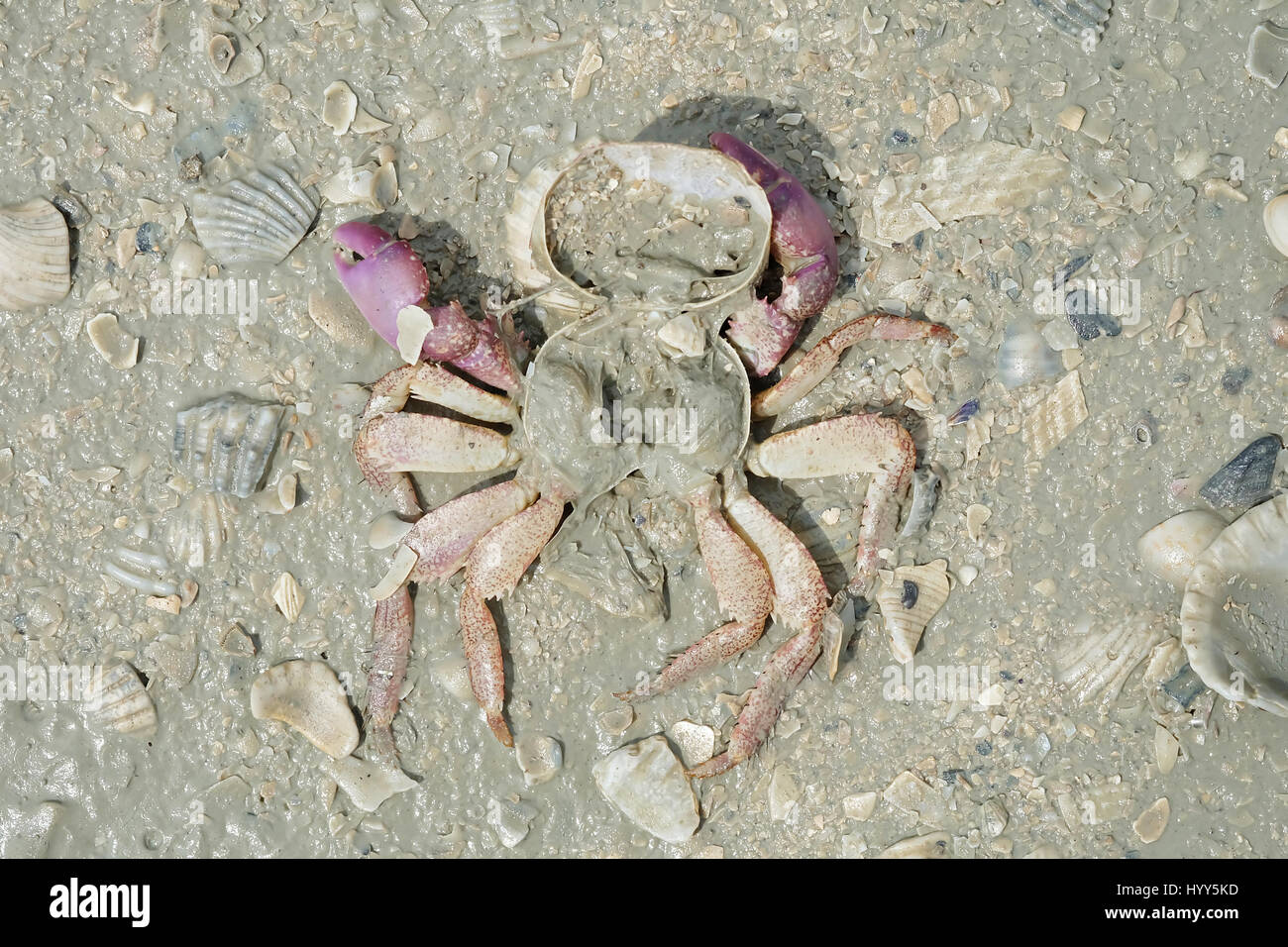 Crabe violet Banque de photographies et d’images à haute résolution - Alamy