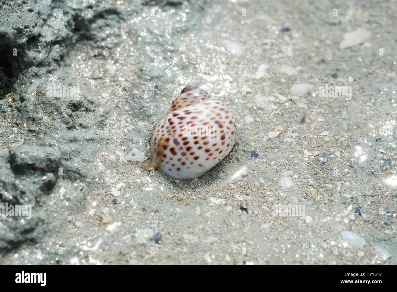 Escargot de mer Banque de photographies et d’images à haute résolution ...