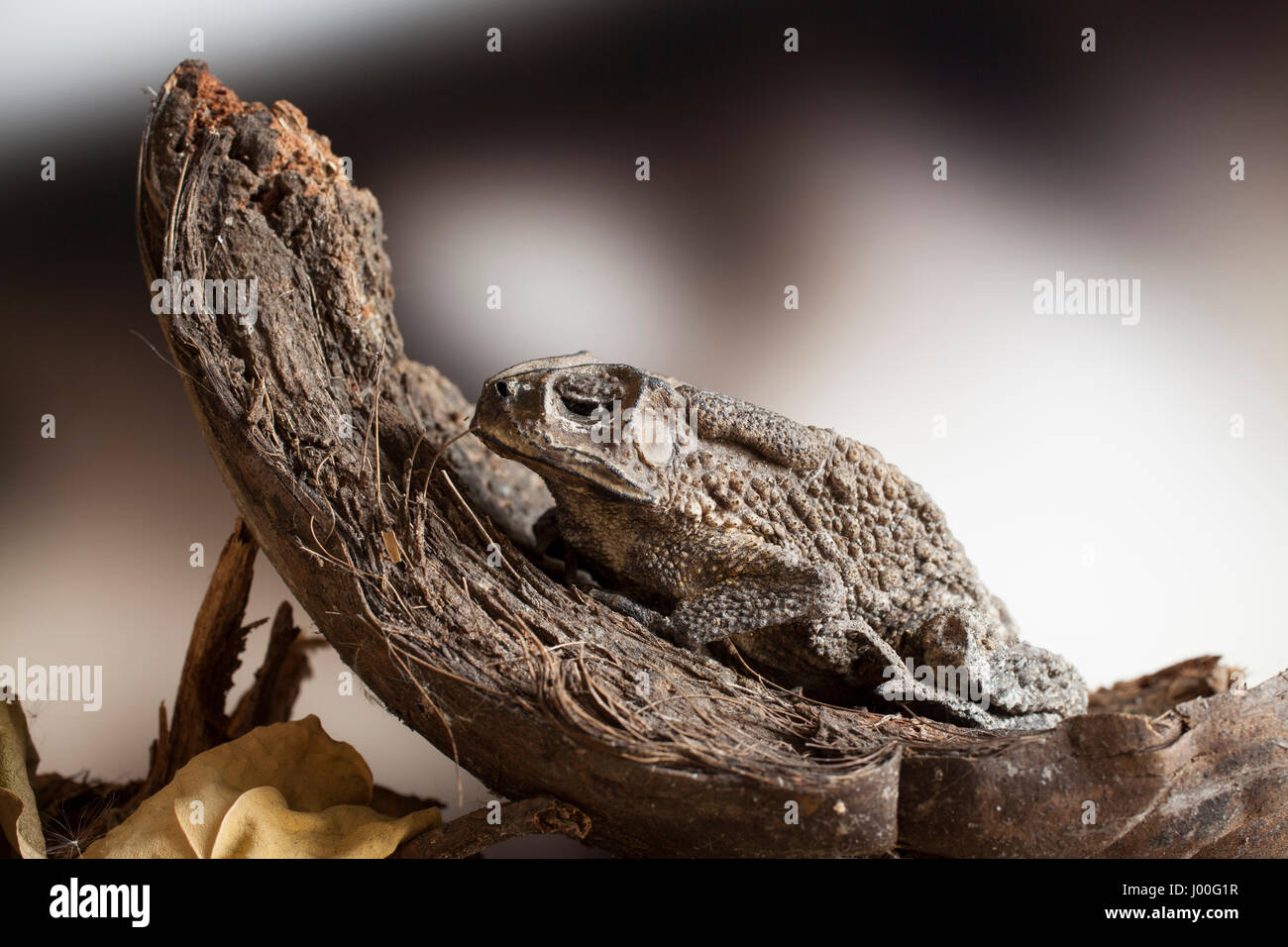 Ugly skin Banque de photographies et d’images à haute résolution - Alamy