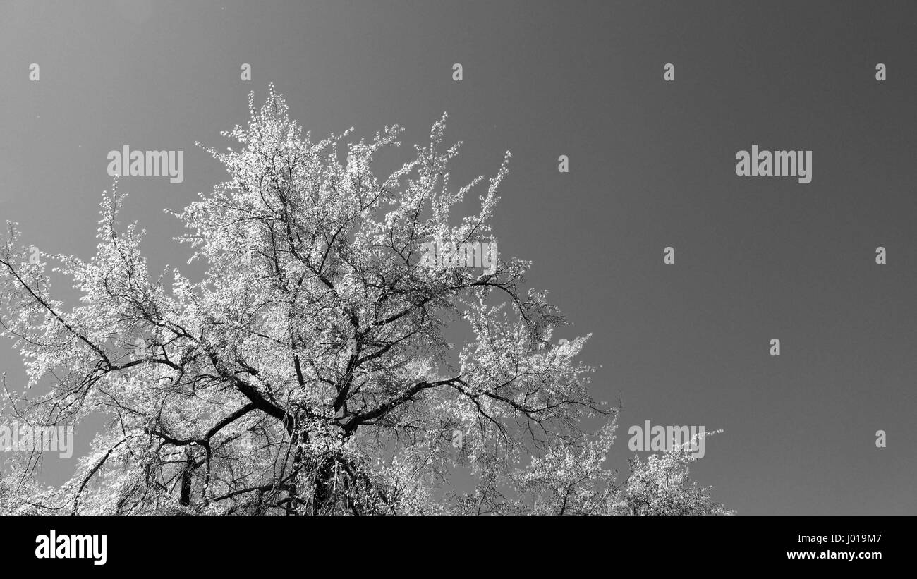 Arbre spring Banque d'images noir et blanc - Alamy