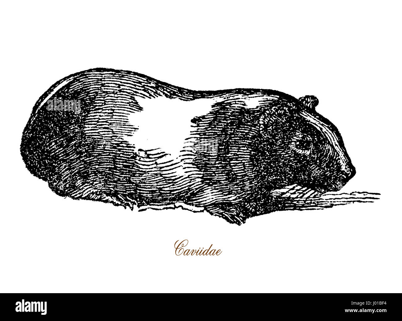 Famille caviidae Banque de photographies et d’images à haute résolution ...