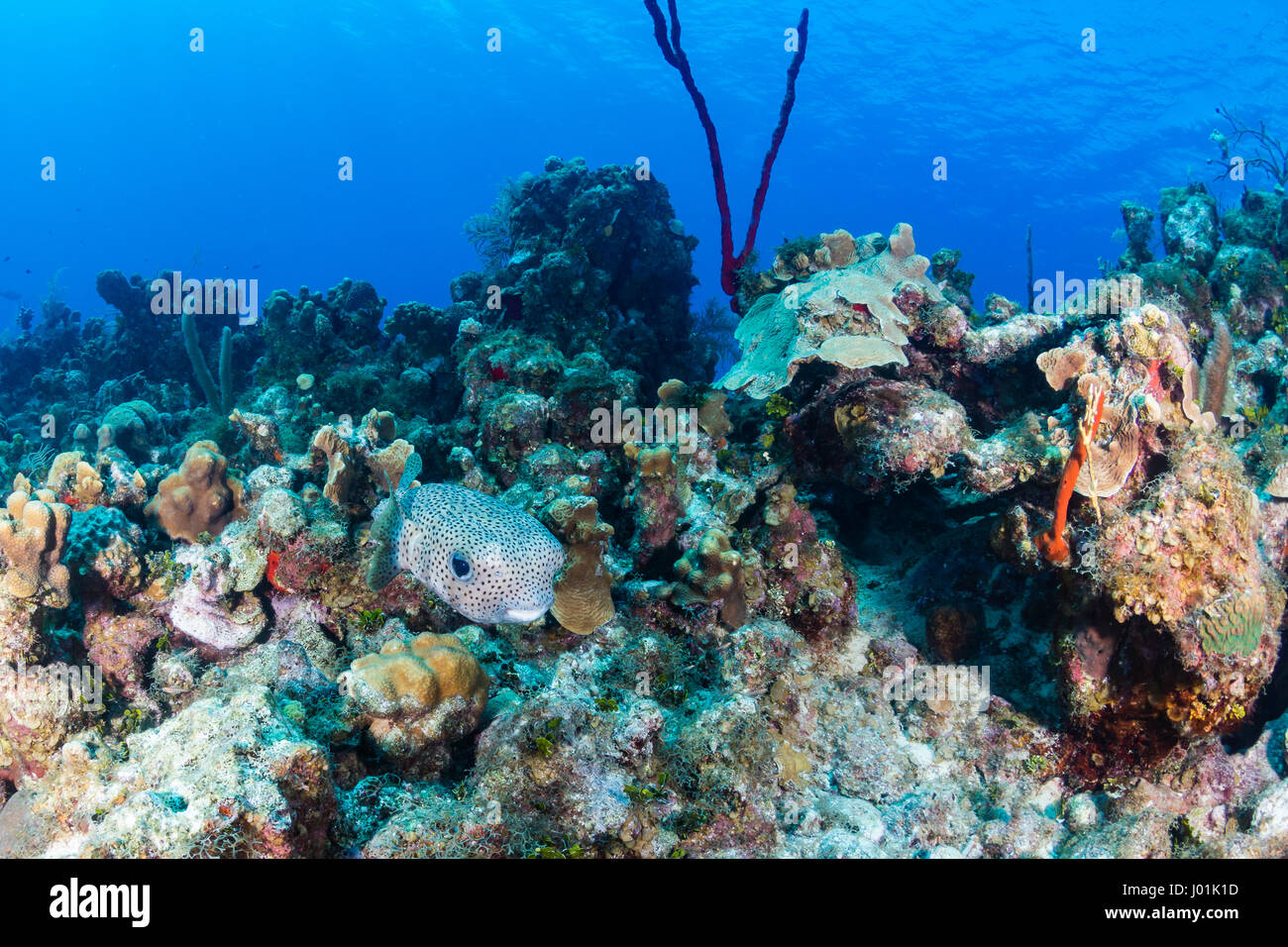 Poisson burr Banque de photographies et d’images à haute résolution - Alamy