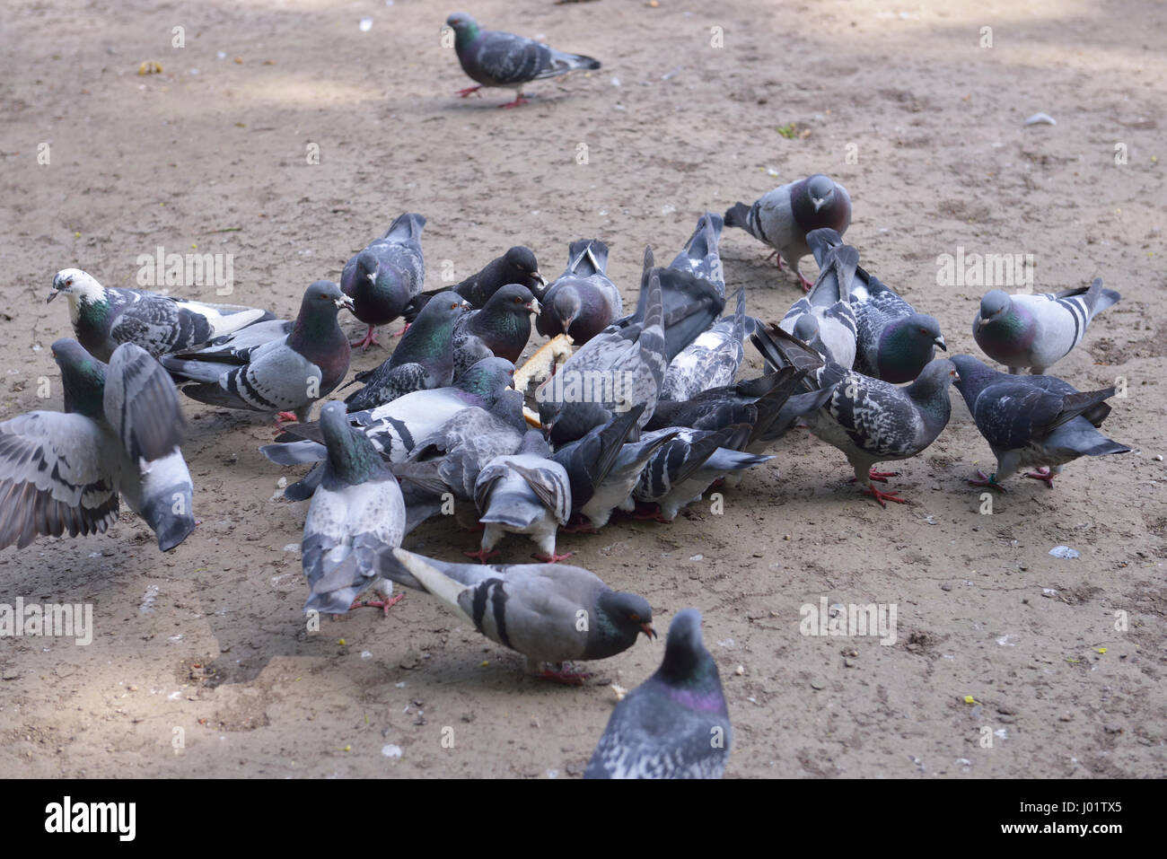 Les pigeons manger du pain dans la rue à Bruxelles. Alimentation des ...