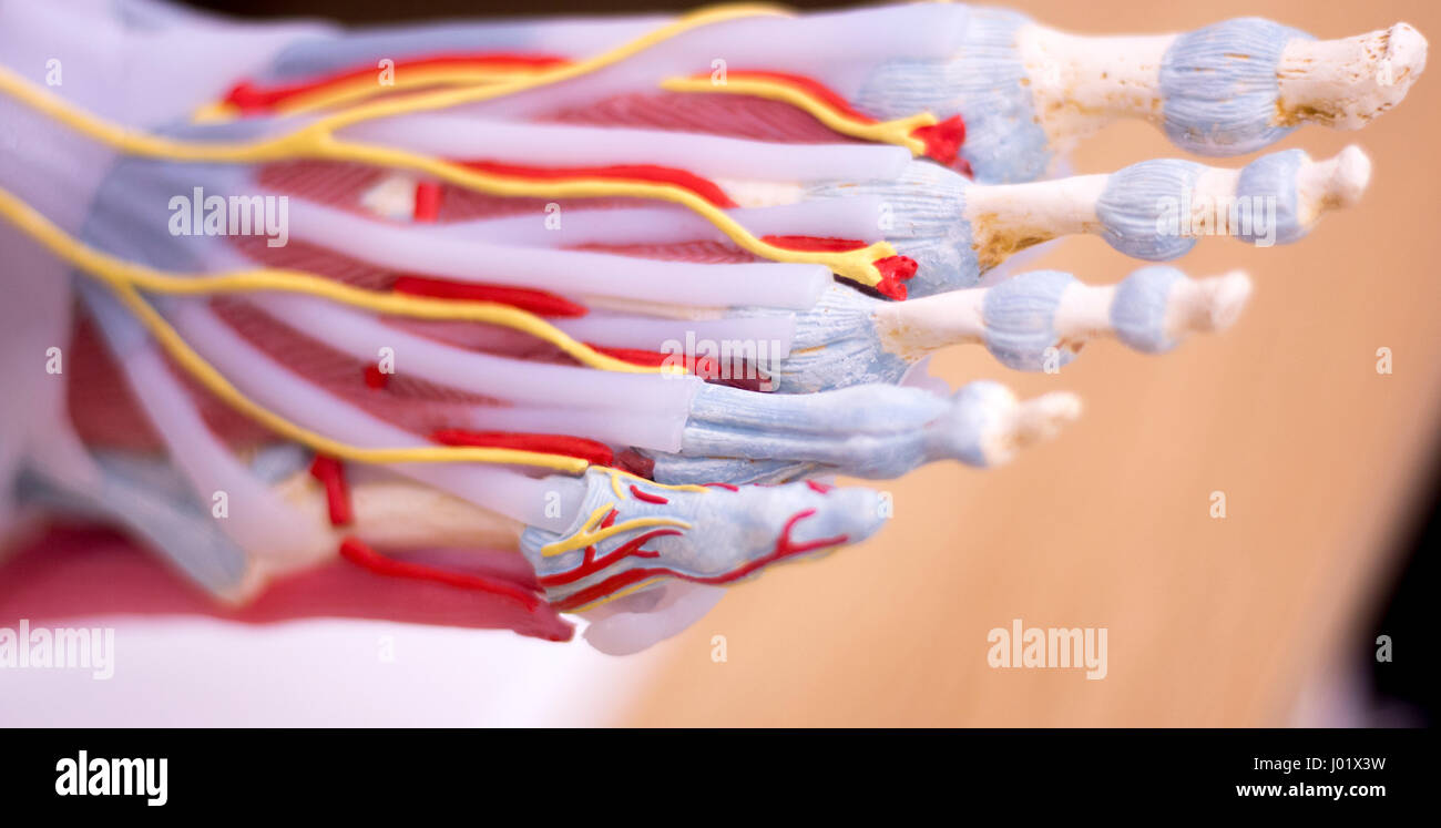 Anatomie pied tendons Banque de photographies et d’images à haute ...
