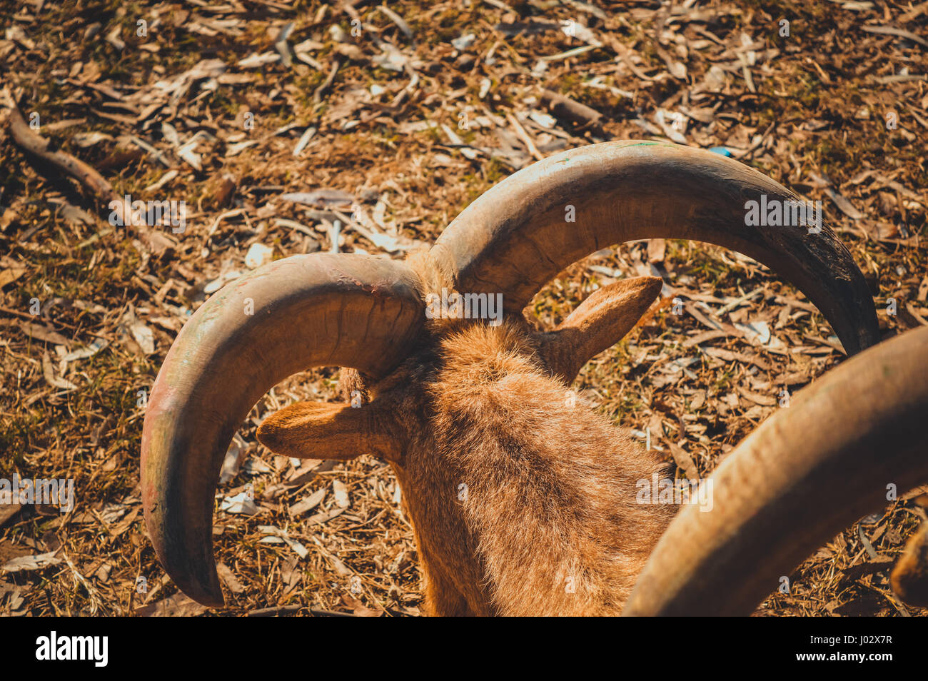Cerf arabe Banque de photographies et d’images à haute résolution - Alamy