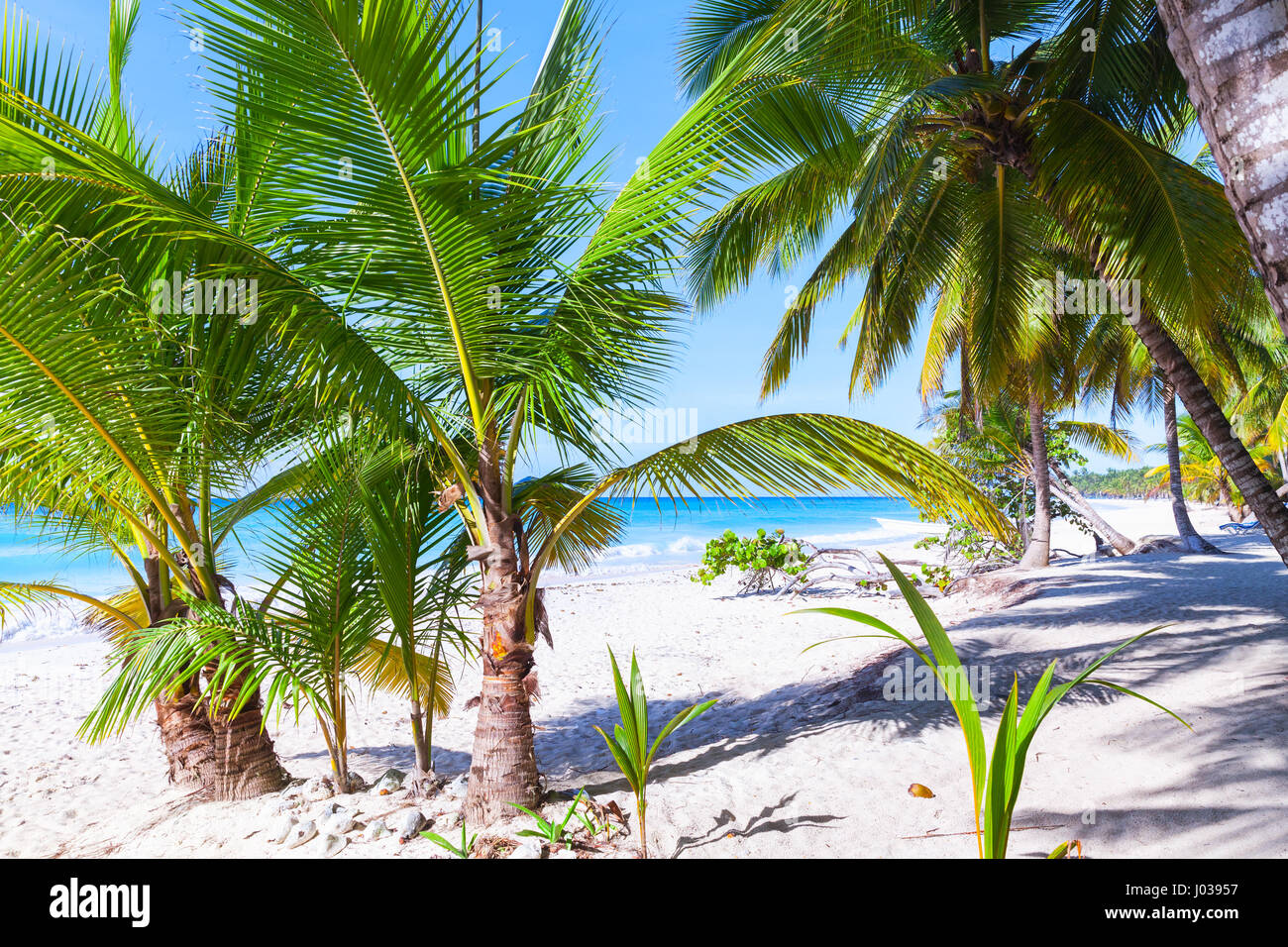 Palms poussent sur la plage. La côte de sable blanc de la mer des ...