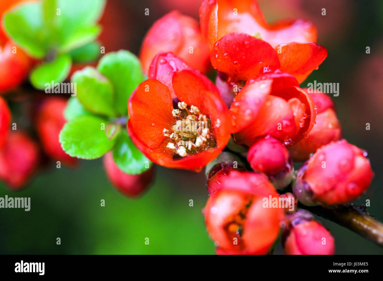 Coing chaenomeles japonica Banque de photographies et d’images à haute ...