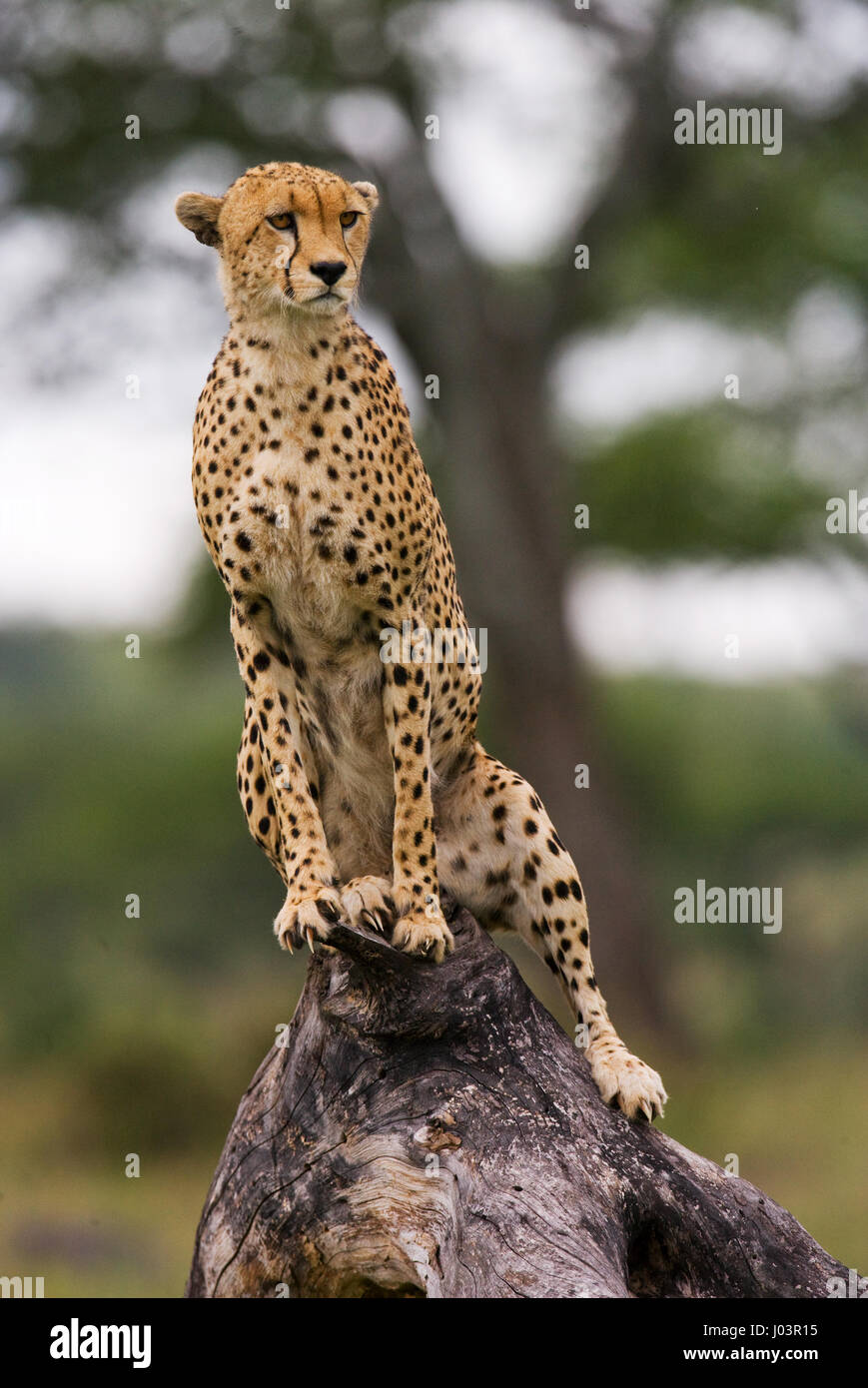 Guépard est assis sur un arbre dans la savane. Kenya. Tanzanie. Afrique ...