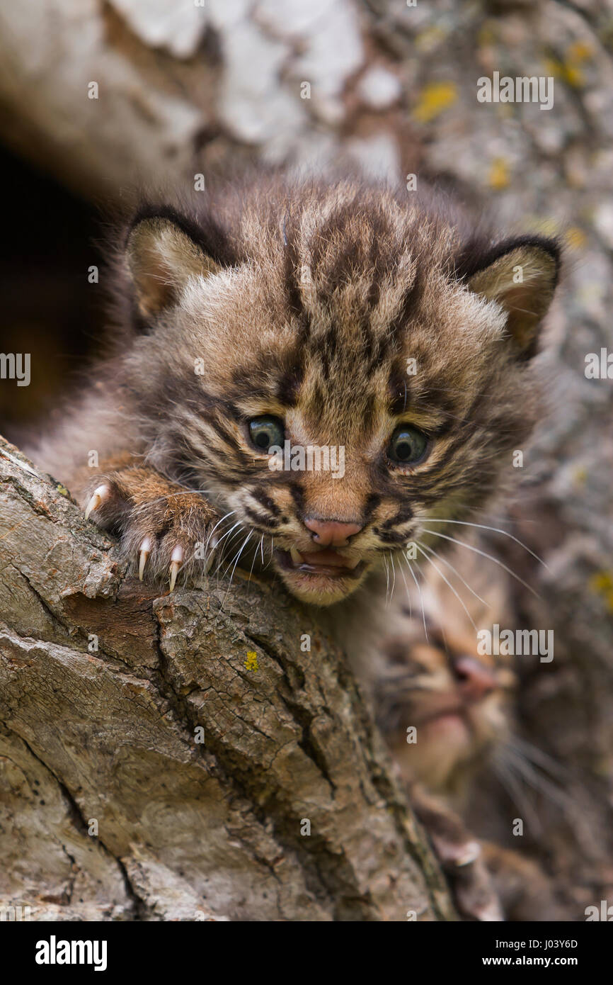 Lynx roux (Lynx rufus) lynx bébé de six semaines Photo Stock - Alamy