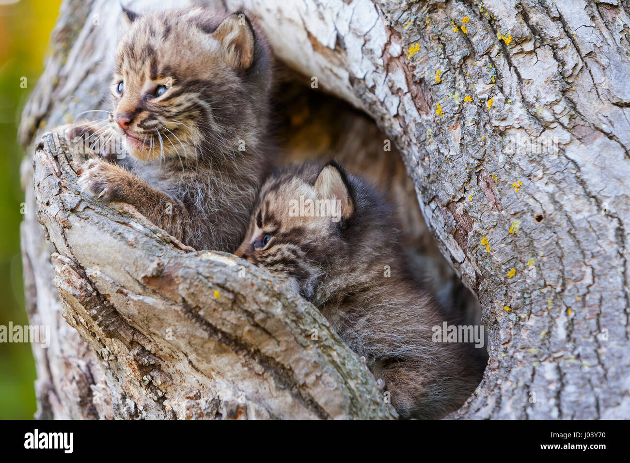 Lynx roux (Lynx rufus) lynx bébé de six semaines Photo Stock - Alamy