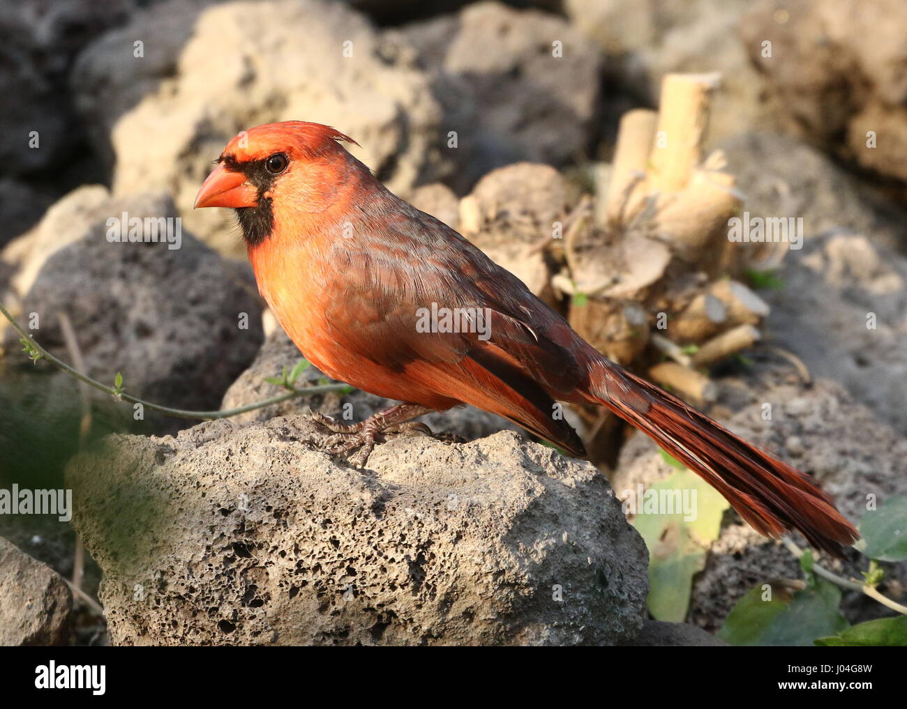 Cardinal à crête rouge Banque de photographies et d’images à haute ...