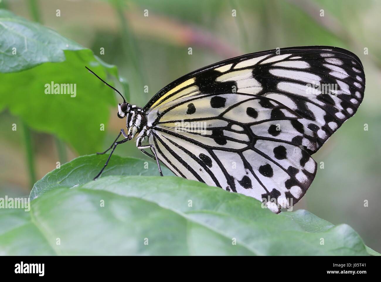 Southeast Asian Paper Kite Butterfly (Idée Leuconoe), Papier de Riz, a ...
