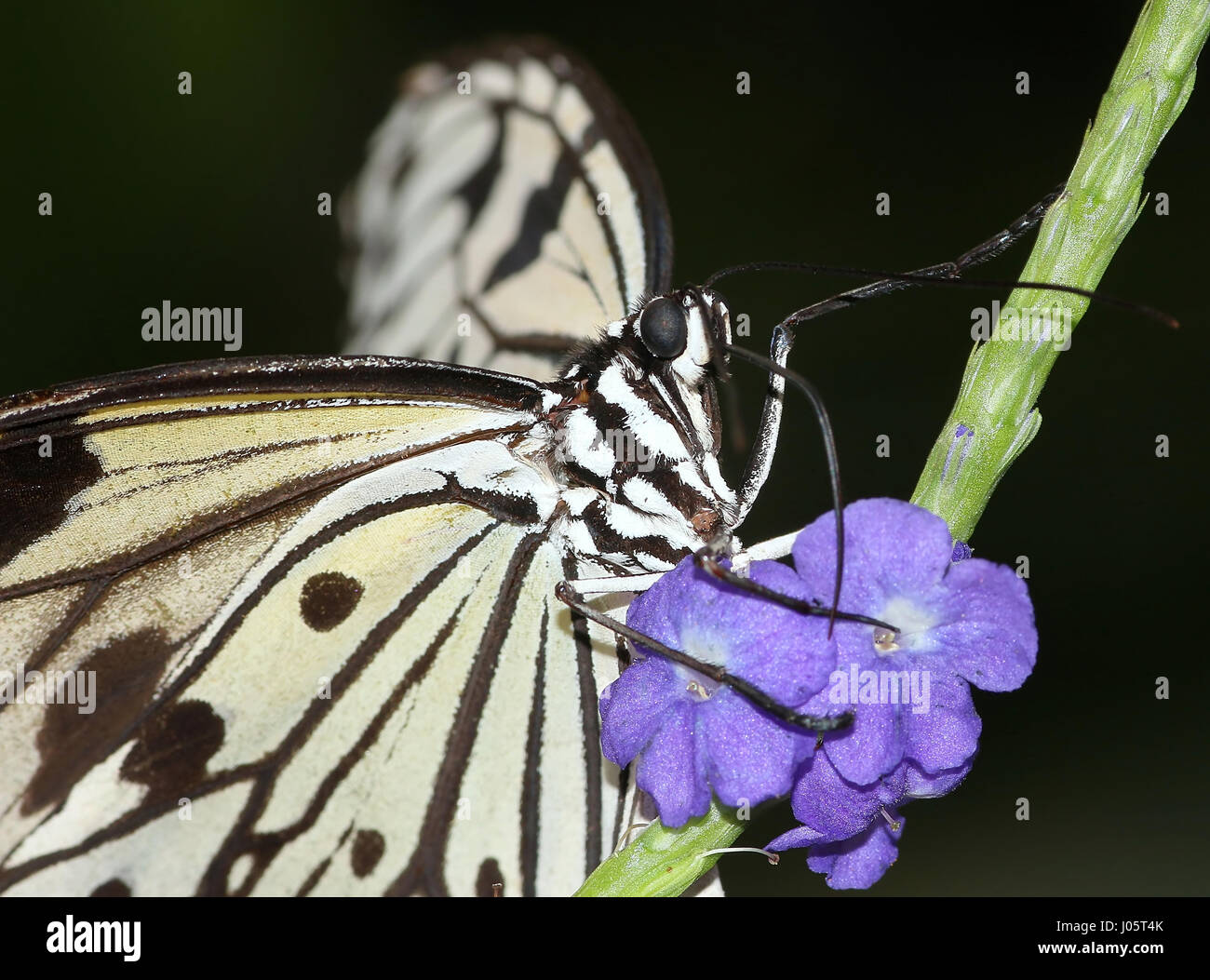Southeast Asian Paper Kite Butterfly (Idée Leuconoe), Papier de Riz, a ...
