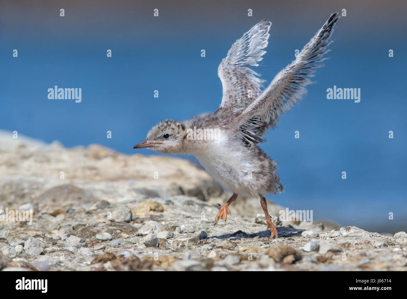 Bataille d'aktio Banque de photographies et d’images à haute résolution ...