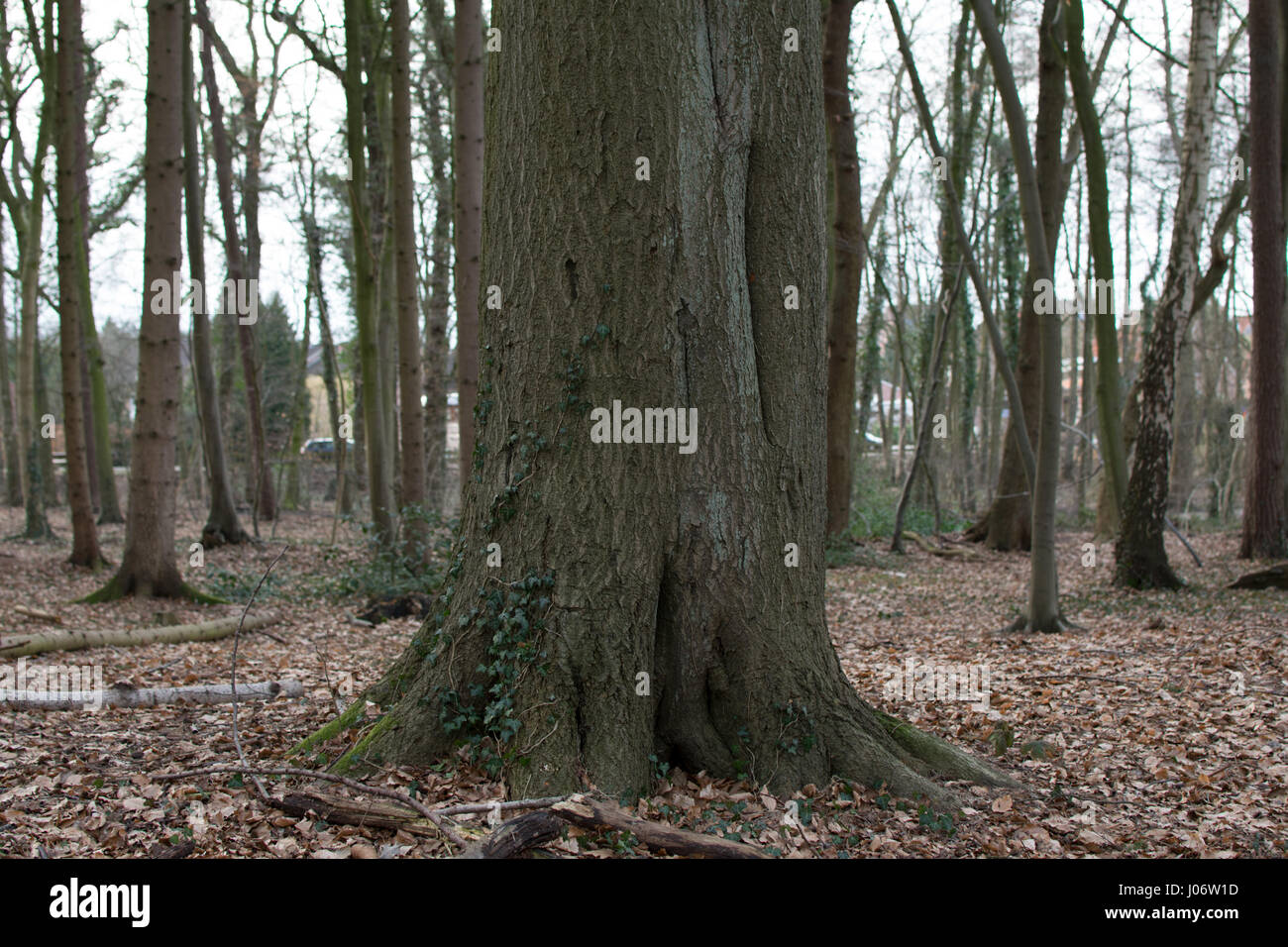 Canal alpha arbre Banque de photographies et d’images à haute ...