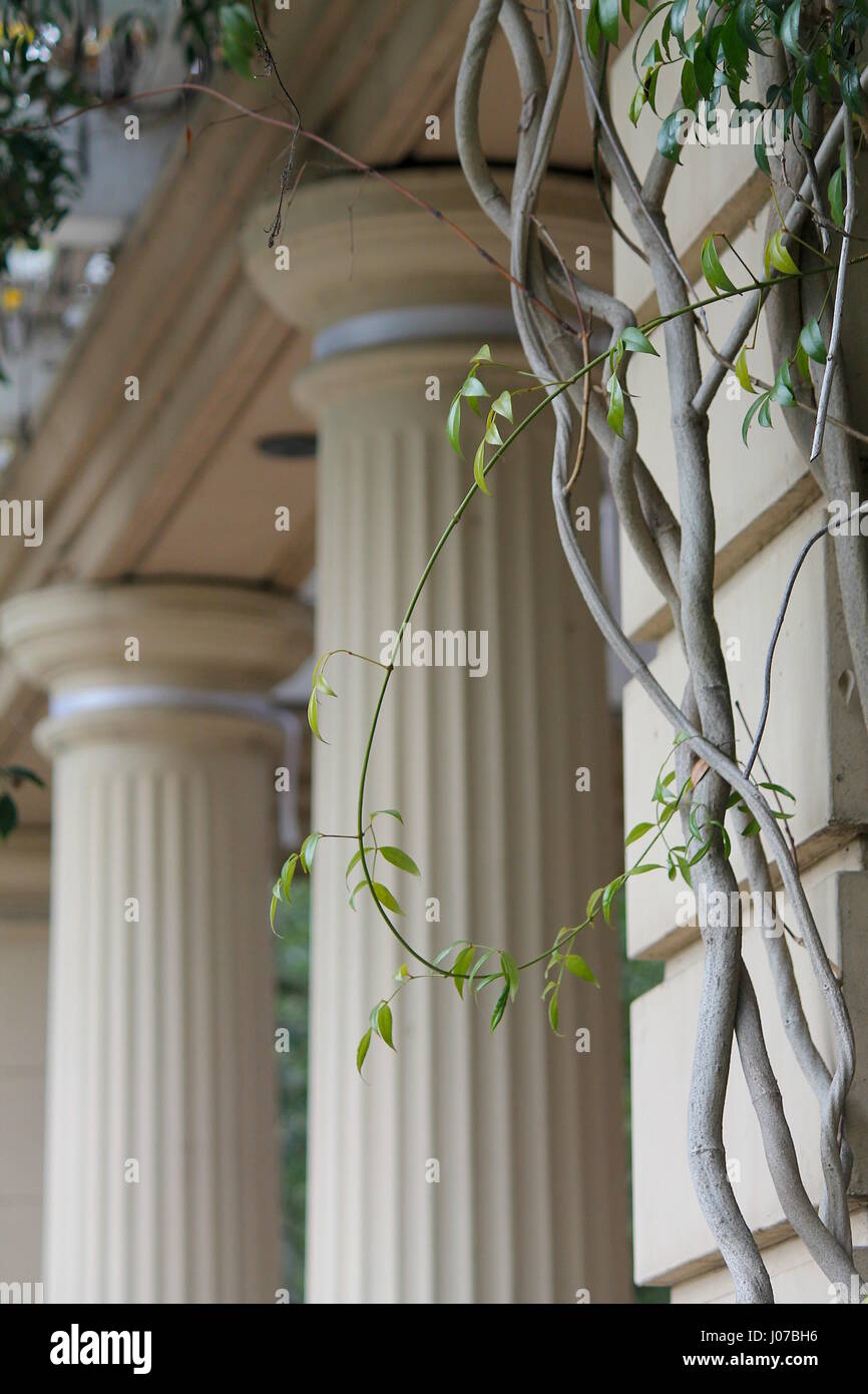 Classical greek architecture Banque de photographies et d’images à ...