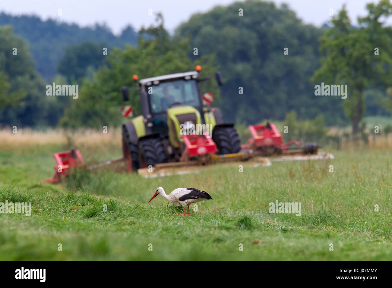 Cigogne Blanche (Ciconia ciconia) dans les prairies la chasse les ...