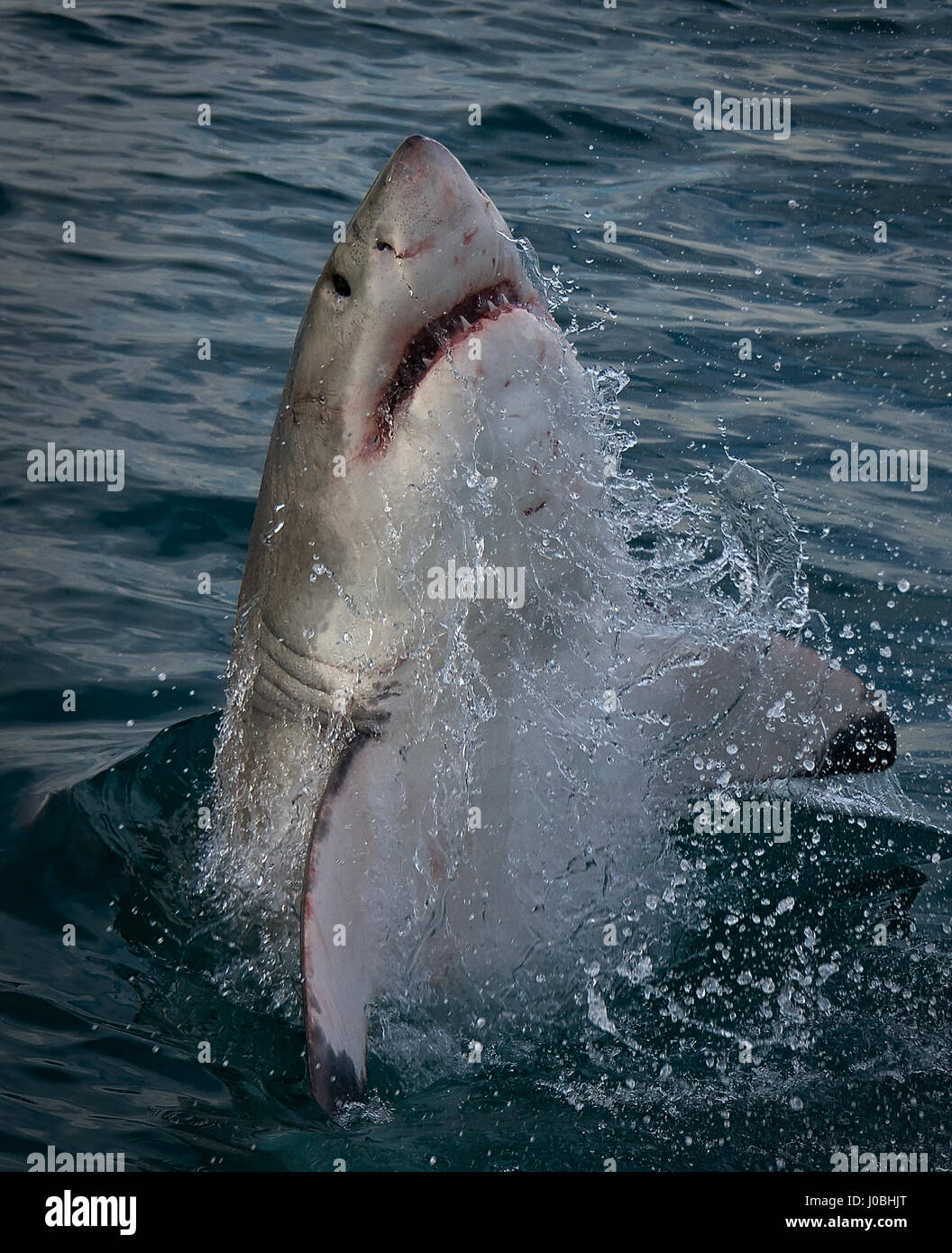 GAANSBAAI, AFRIQUE DU SUD : les grands requins blancs ont été pris de ...