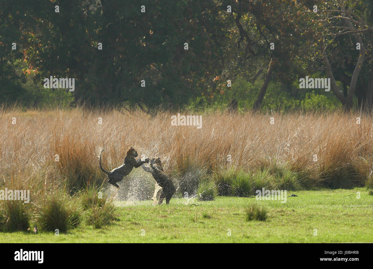 Exclusif guide nature locale Shivang Mehta. Rencontrez les tigres ...