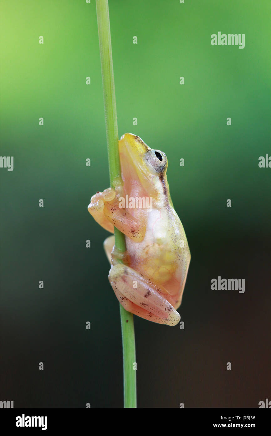 Grenouille Transparente