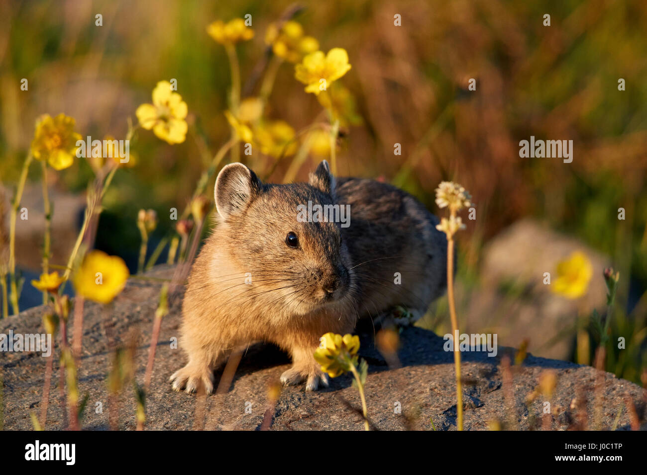 Pika with flower Banque de photographies et d’images à haute résolution ...