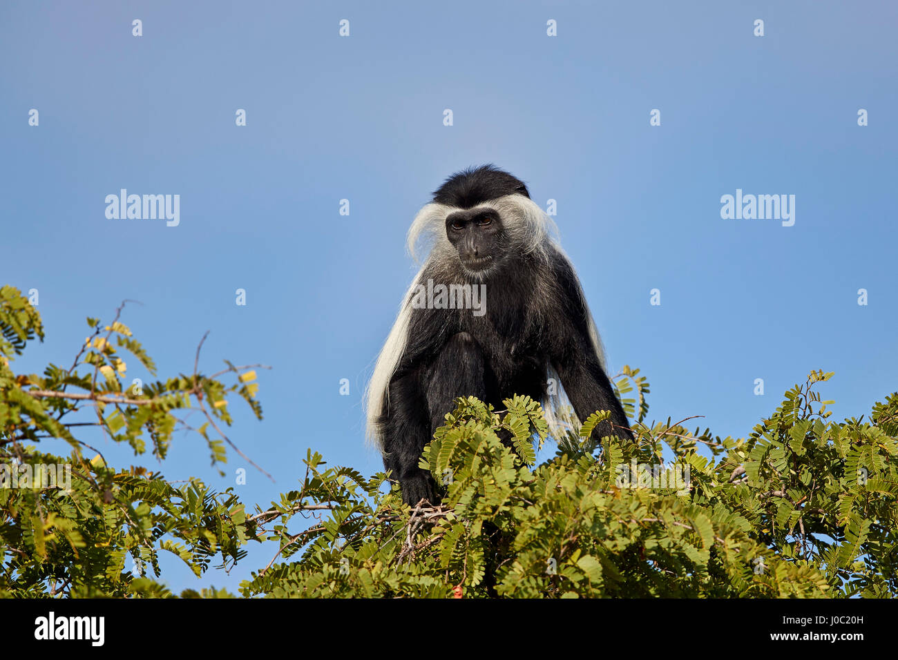 Faune angolaise Banque de photographies et d’images à haute résolution ...