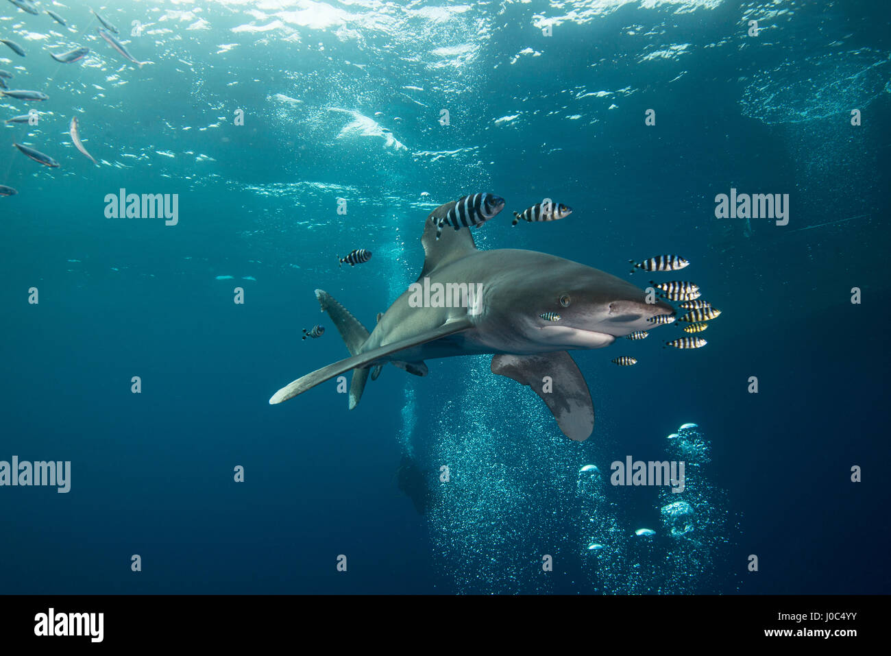 Requin Point Blanc Banque d'image et photos - Alamy