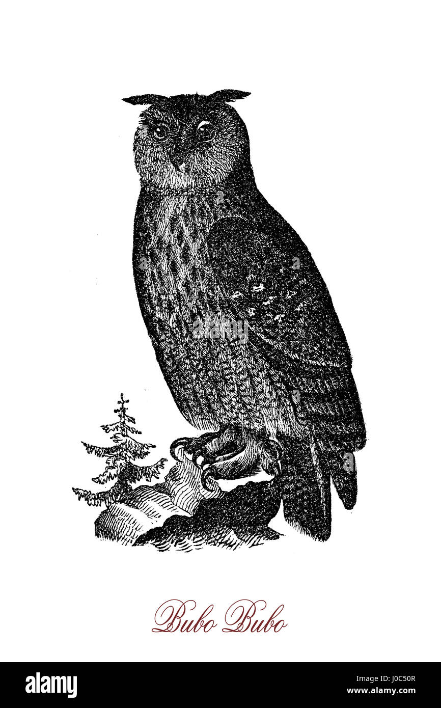 Le Grand-duc (Bubo bubo) est l'une des plus grosses espèces de hiboux ...