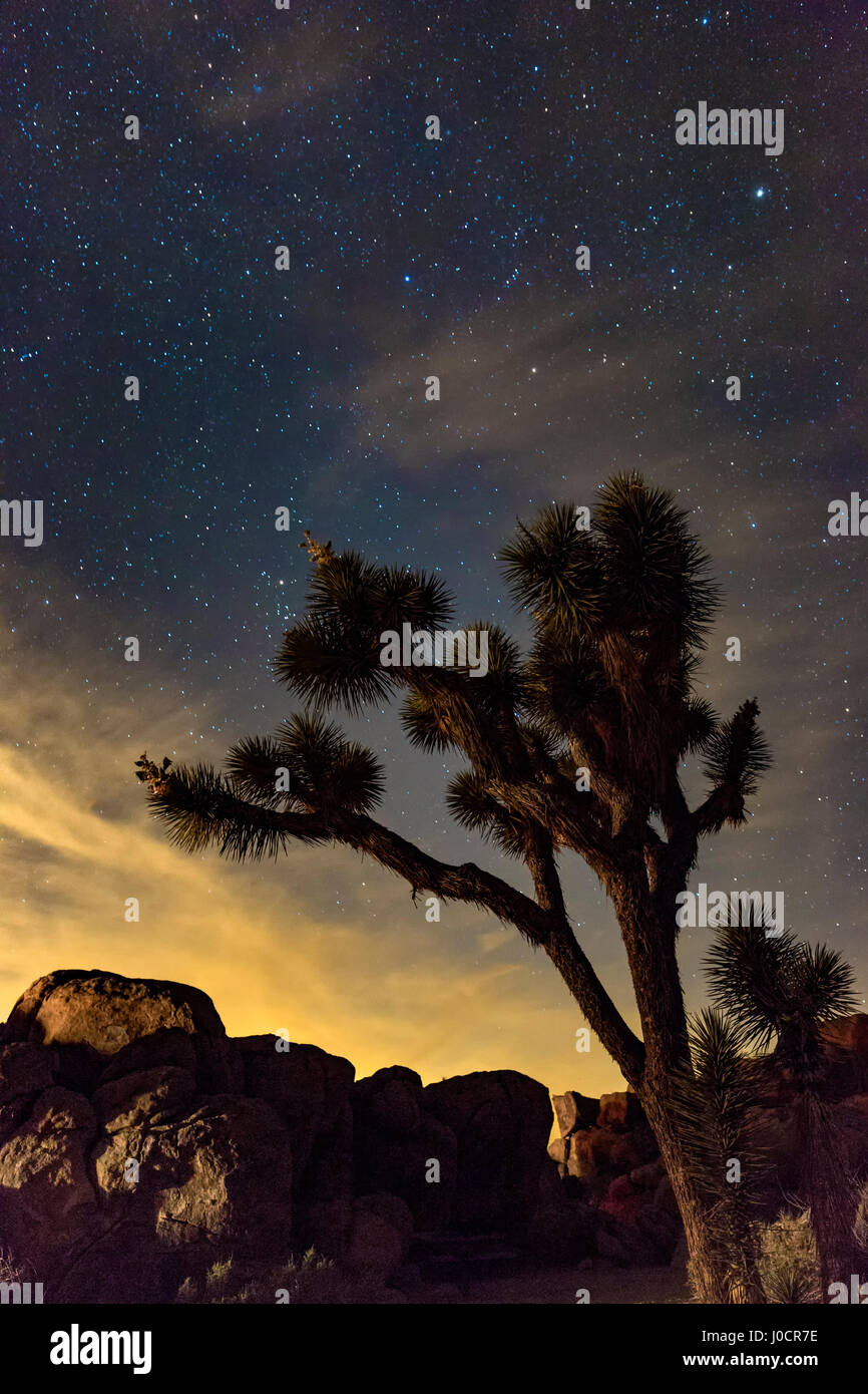 Yucca brevifolia painting Banque de photographies et d’images à haute ...