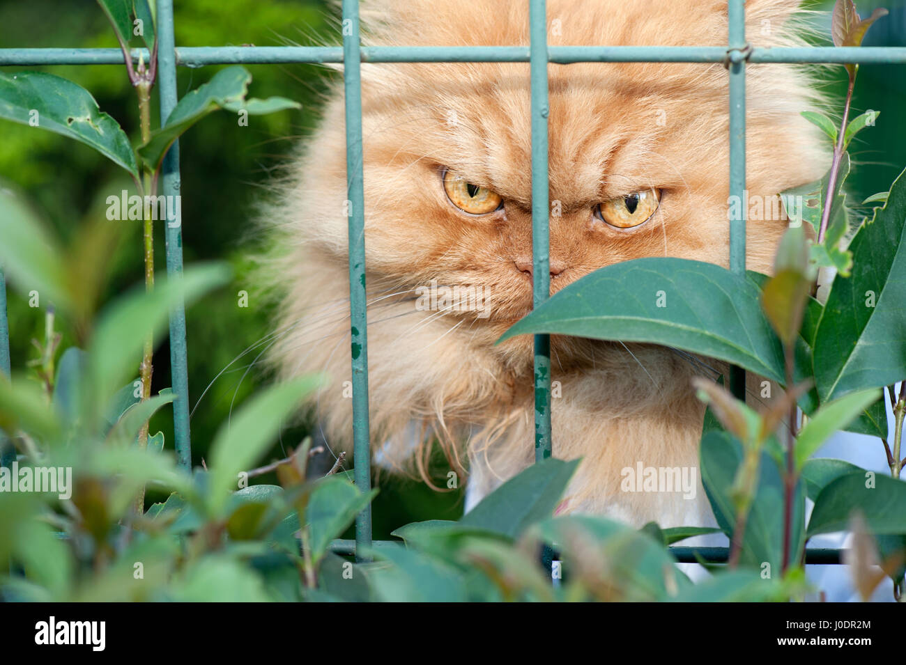Chat énervé garfi Banque de photographies et d’images à haute ...