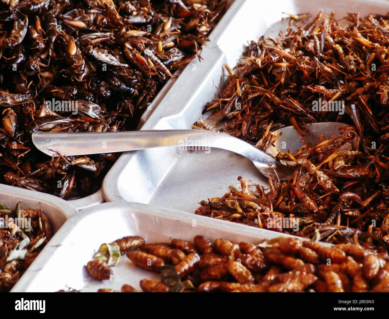 Manger des insectes Banque de photographies et d’images à haute ...