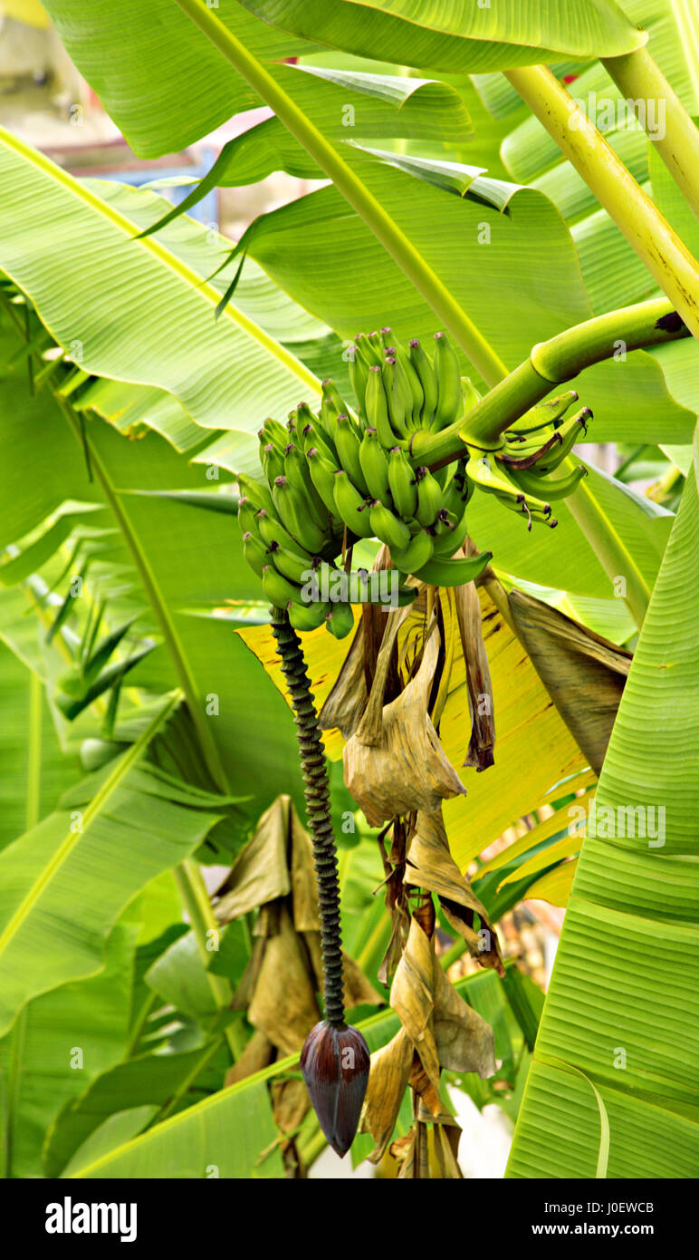 Banana tree musa paradisiaca musa Banque de photographies et d’images à ...