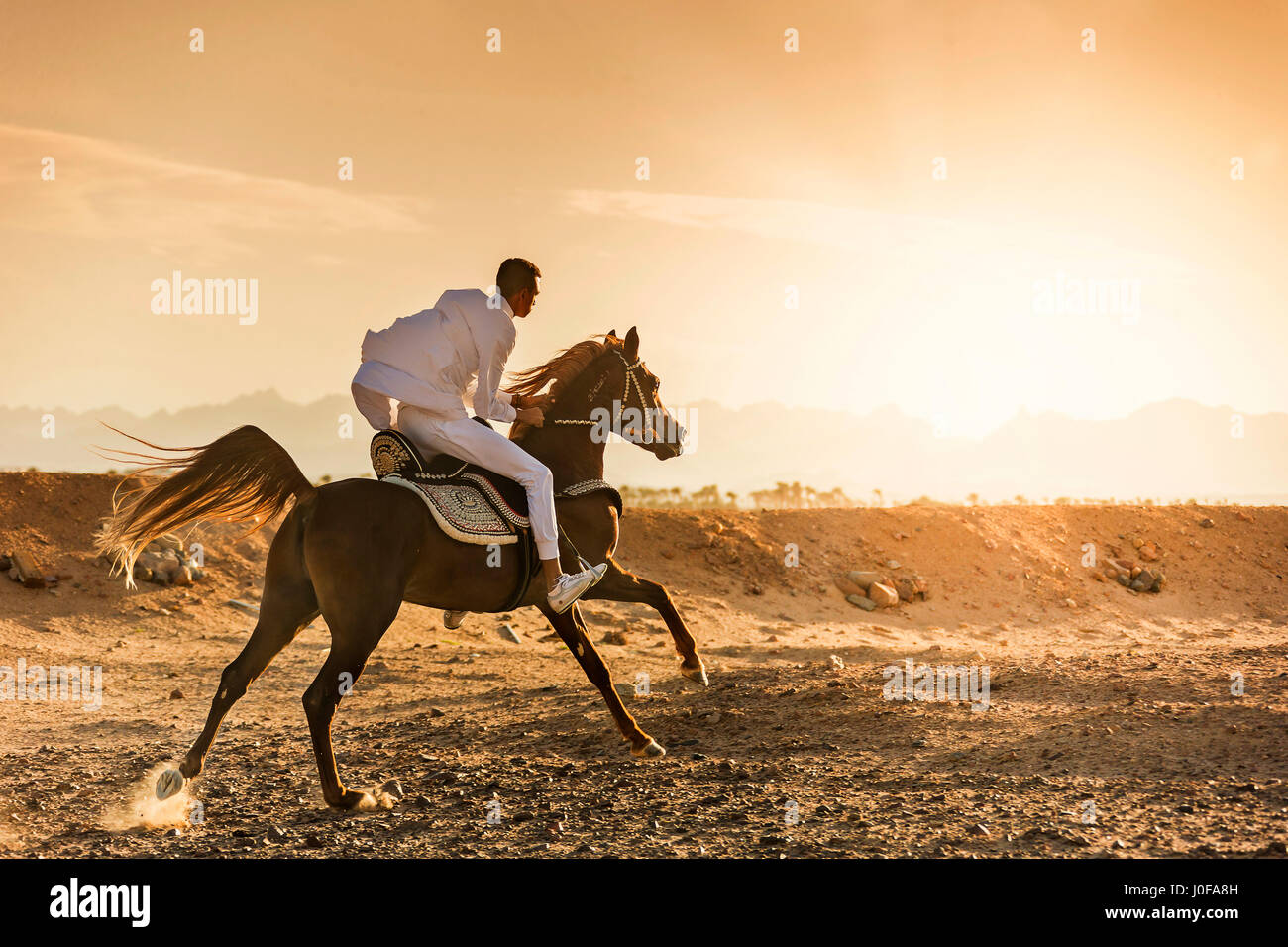 Cheval Arabe. Rider en vêtements traditionnels sur l'étalon alezan ...